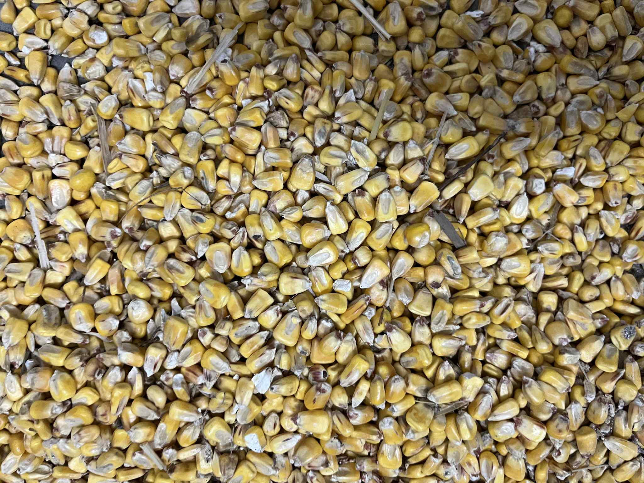 Maïs rond 25kg - L'espace Agricole